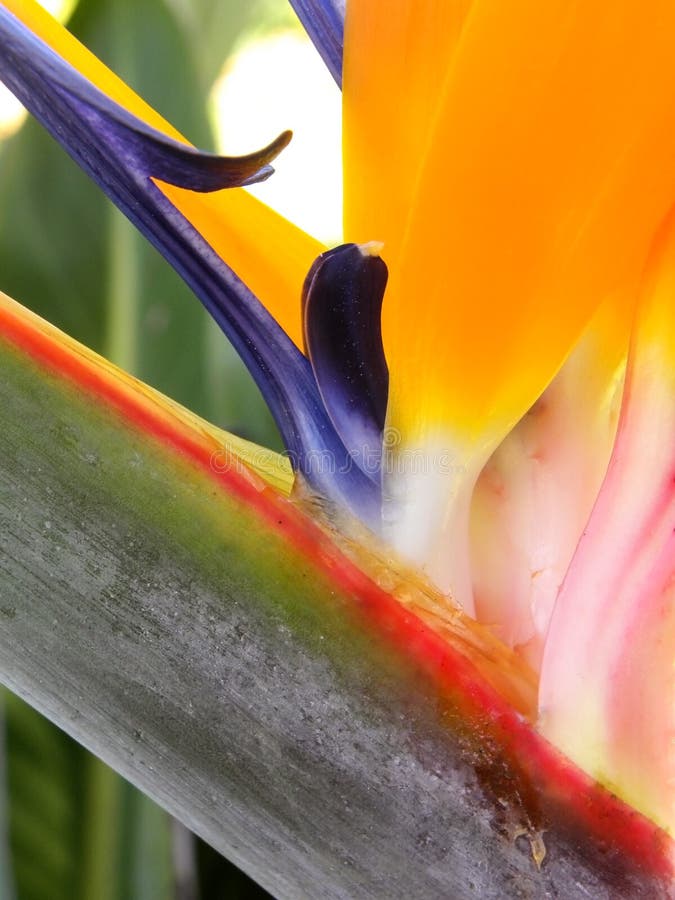 Crane Flower stock image. Image of plant, africa, strelitzia - 67644613