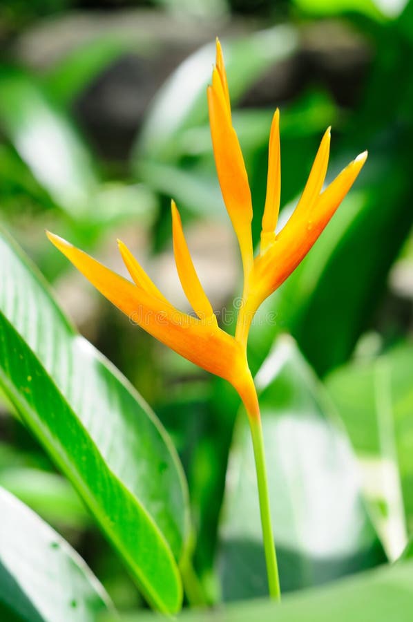 Attractive Crane Flower stock photo. Image of lily, orange - 219975224