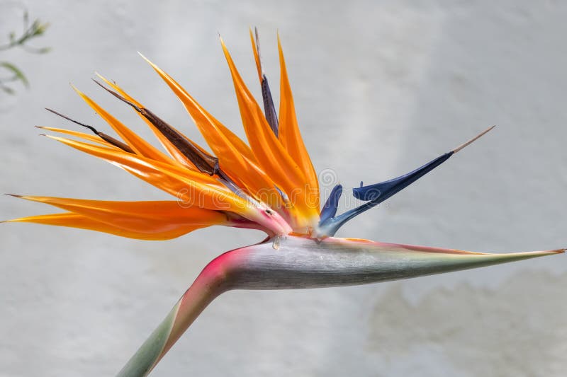 Crane Flower (strelitzia Reginae Stock Image - Image of exotic ...