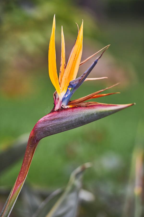 Crane Flower Strelitzia Reginae at Springtime in a Garden of Spain ...