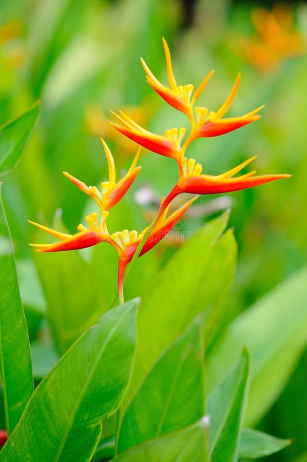 Crane Flower stock image. Image of plant, africa, strelitzia - 67644613