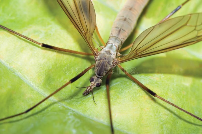 Crane fly stock image. Image of leaf, mosquito, annoy - 1247501