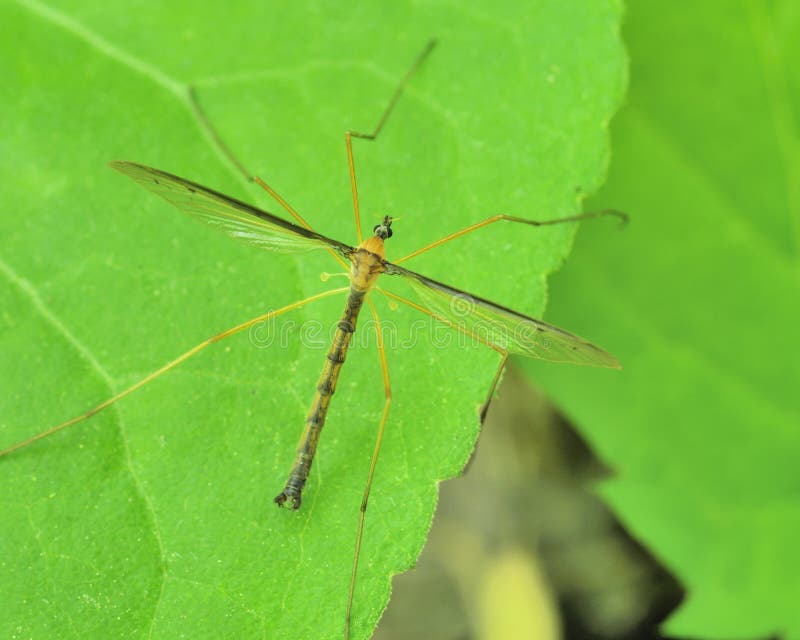 Crane Fly stock photo. Image of close, outdoors, pest - 14522712