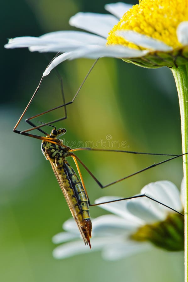 Crane Fly stock image. Image of closeup, mosquito, pest - 25000643