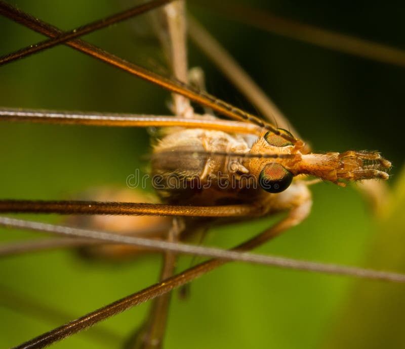 Crane fly stock image. Image of detail, natural, animal - 25325447