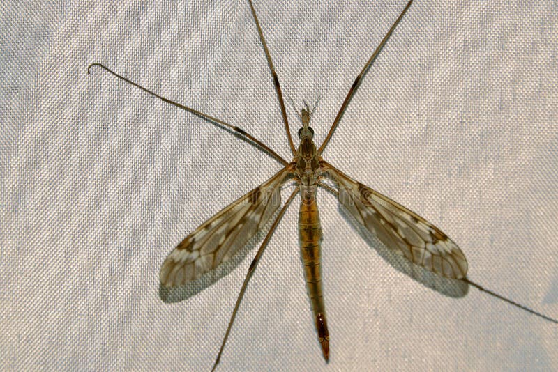 Crane fly stock image. Image of animal, tipulidae, insect - 250023051
