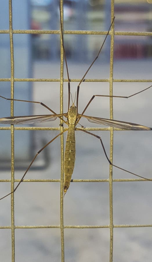 Crane Fly (Mosquito Hawk) with Bright Blue Eyes Close Up Portrai Stock ...