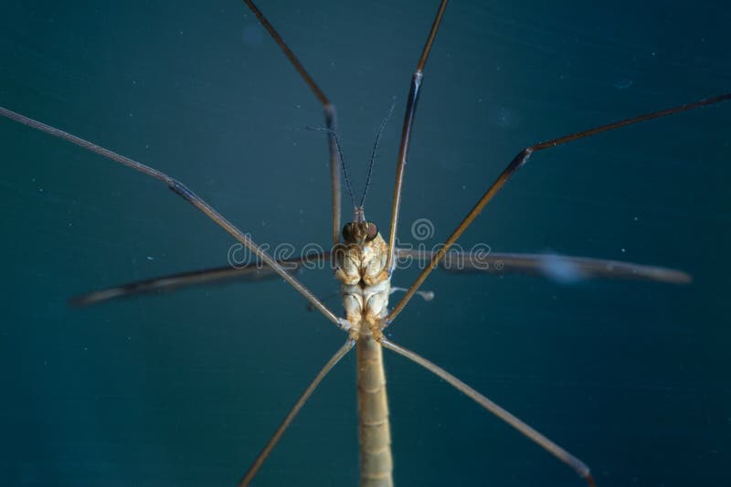 Crane Fly (Daddy-Long-Legs) Macro Stock Image - Image of fauna, tipula ...