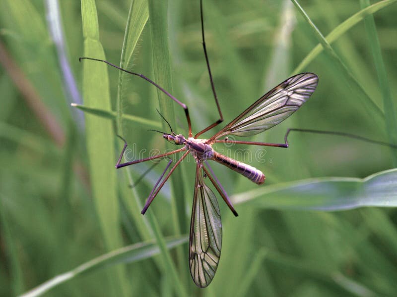 Crane-fly stock photo. Image of crane, insect, extreme - 39671996