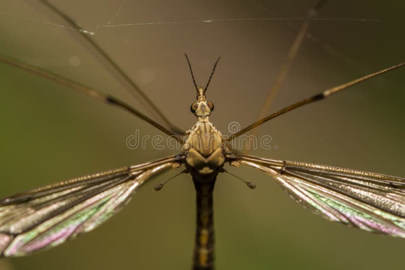 Crane fly insect stock image. Image of spring, tipulidae - 33189803