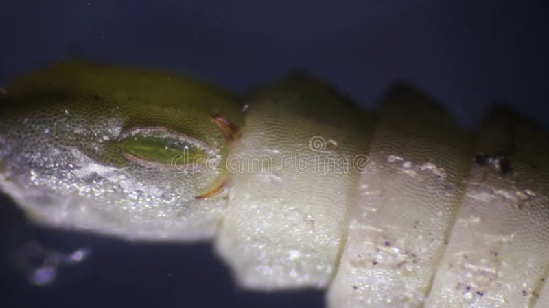 Larvae of Chironomids or Non-biting Midges through a Microscope Stock ...