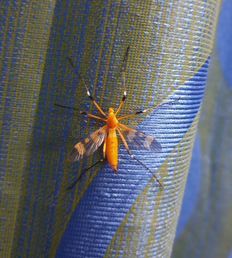 A wasp like crane fly stock image. Image of cranefly - 186024165