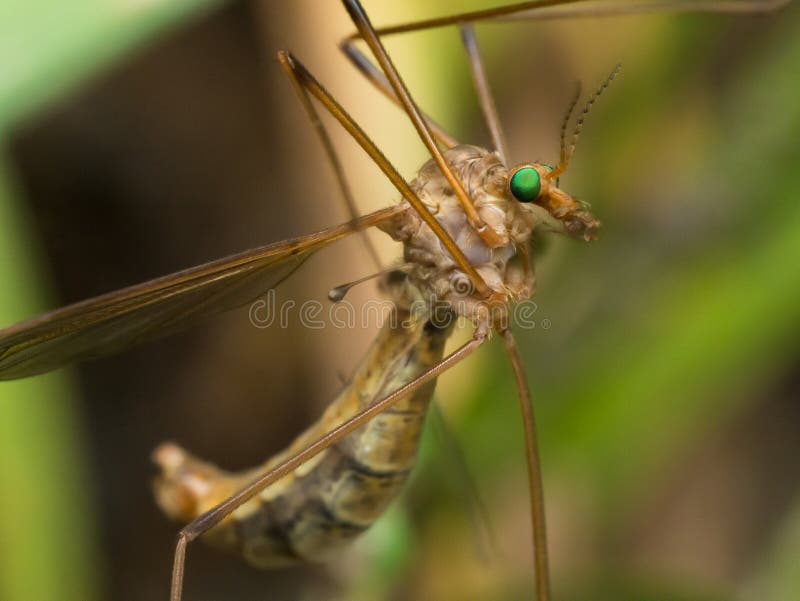 Mosquito hawk stock image. Image of macro, legs, hawk - 14627007