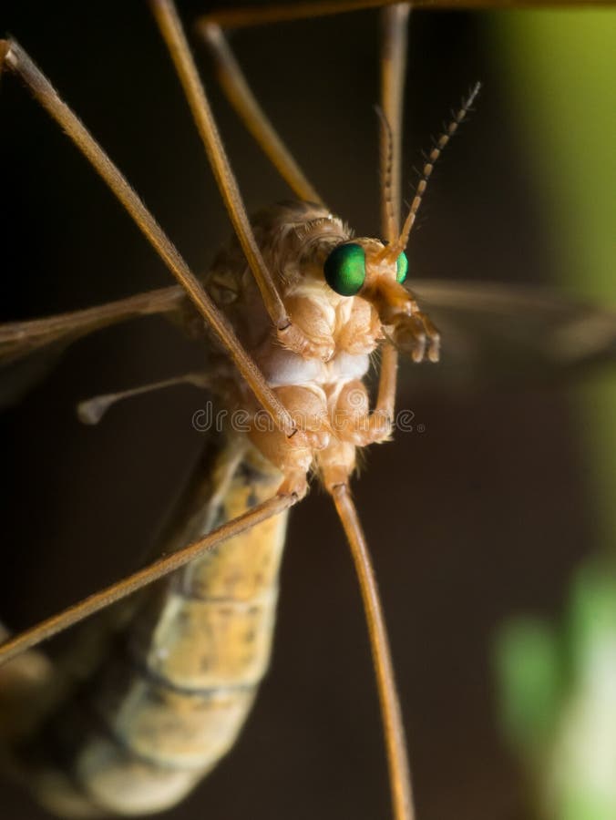 Mosquito Hawk stock photo. Image of mosquito, germ, nature - 19432858