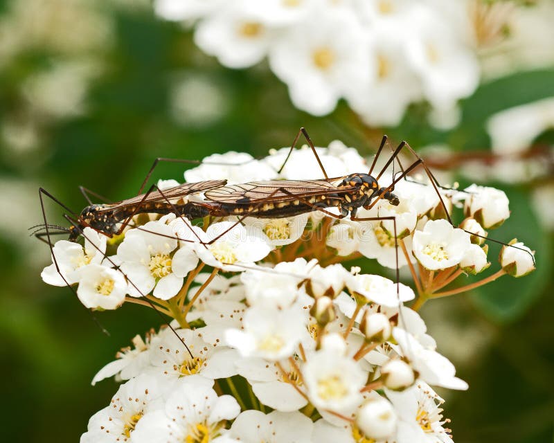 Spotted Crane Fly, Nephrotoma Appendiculata Stock Photo - Image of ...