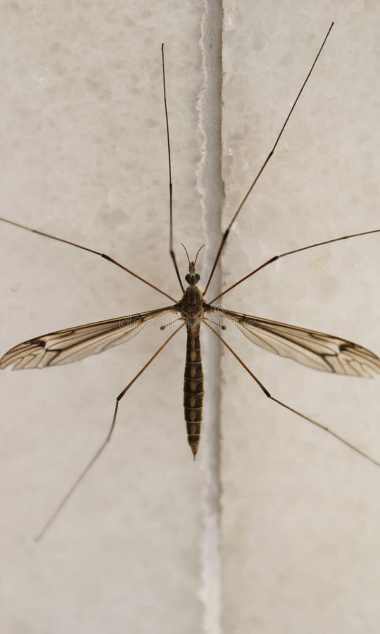 Crane Fly Standing on a White Wall. Mosquitoes Feed on Large Nectar ...