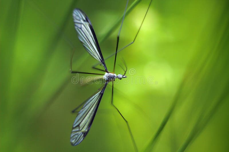 Crane fly (Tipula maxima) stock photo. Image of grass - 59123910