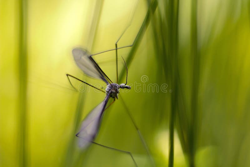 Crane fly (Tipula maxima) stock photo. Image of thorax - 59123966