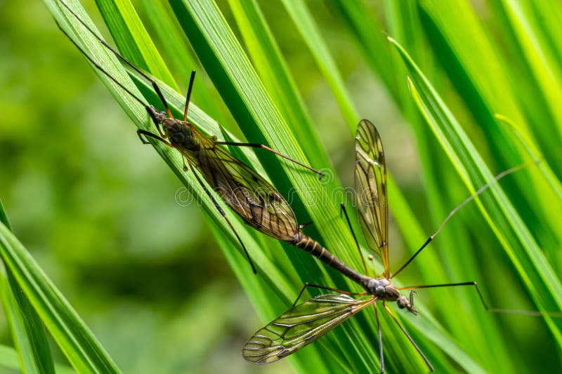 A Crane Fly Tipula Maxima Resting on a Nettle Leaf in Early Summer ...