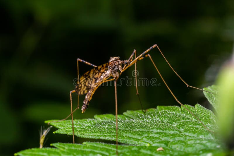 A Crane Fly Tipula Maxima Resting on a Nettle Leaf in Early Summer ...