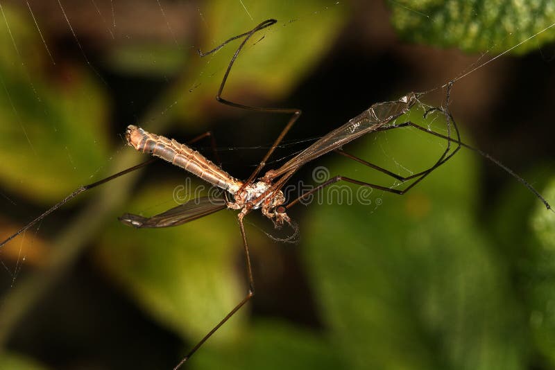 Crane Fly Trapped in Spiders Web. Stock Image - Image of nature, hunt ...