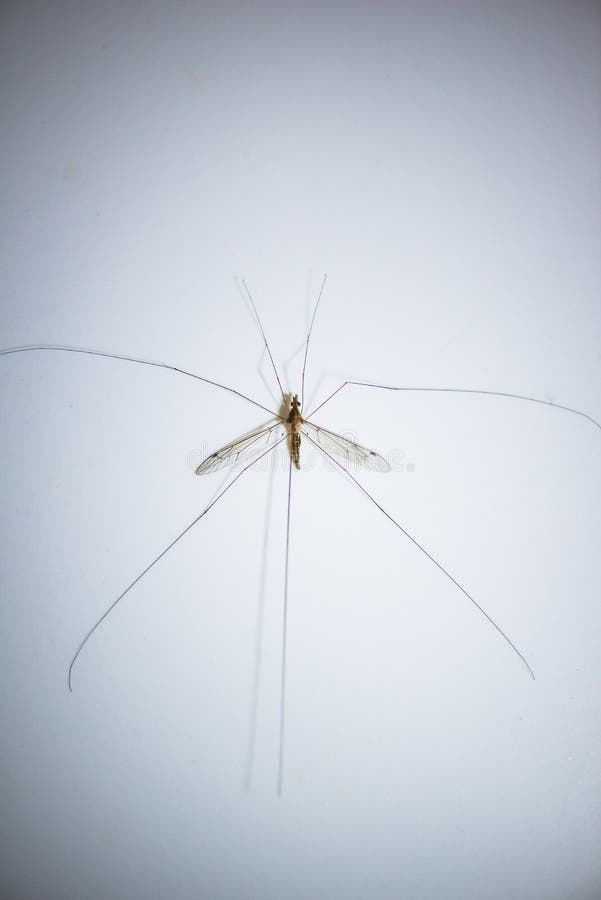 Crane Fly Was Standing on a White Wall. Stock Photo - Image of horn ...