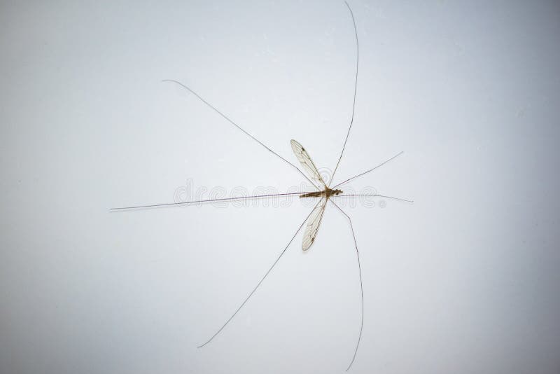 Crane Fly Was Standing on a White Wall. Stock Image - Image of detail ...