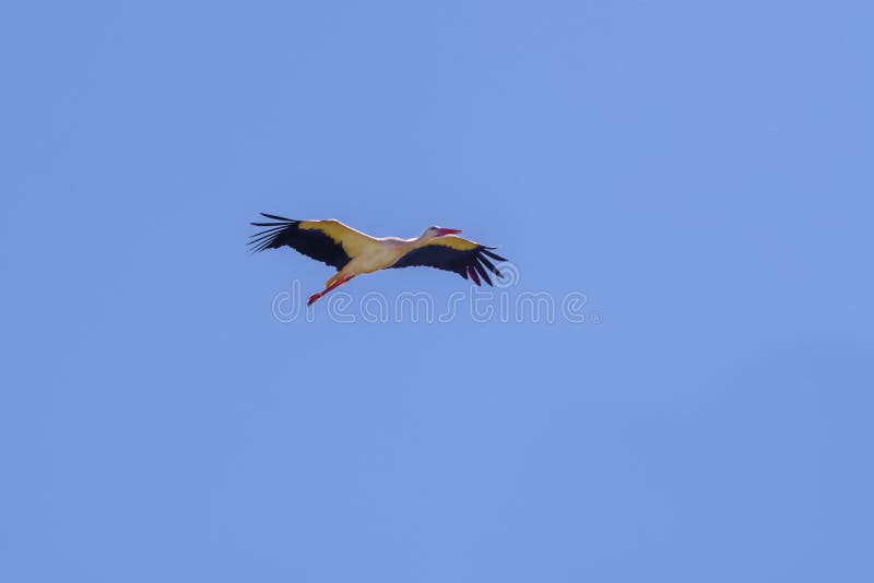 Crane is Flying in the Sky. Bird Watching Stock Image - Image of ...