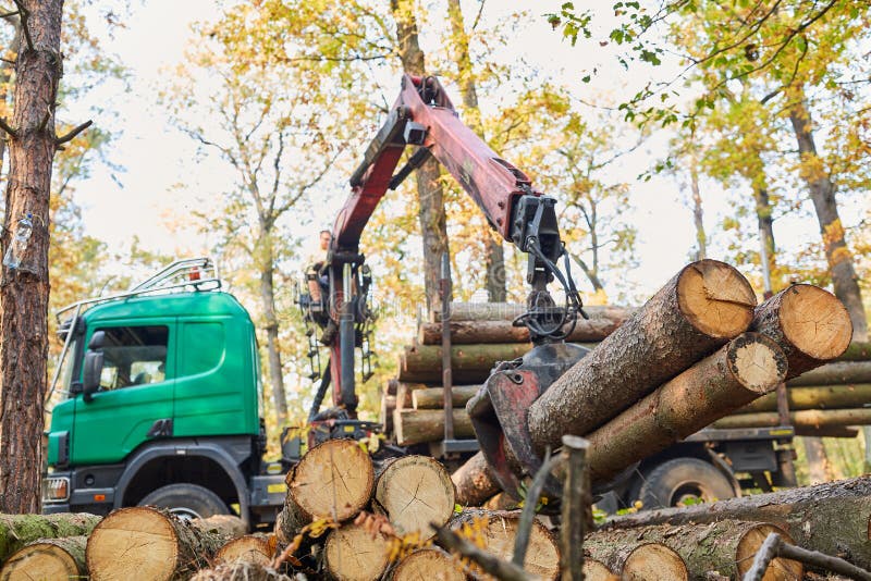 Forwarder Loading Tree Trunks Stock Photo - Image of commodity ...