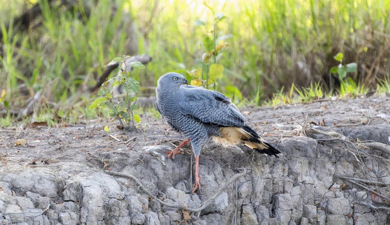 Crane Hawk (Geranospiza Caerulescens) in Brazil Stock Photo - Image of ...