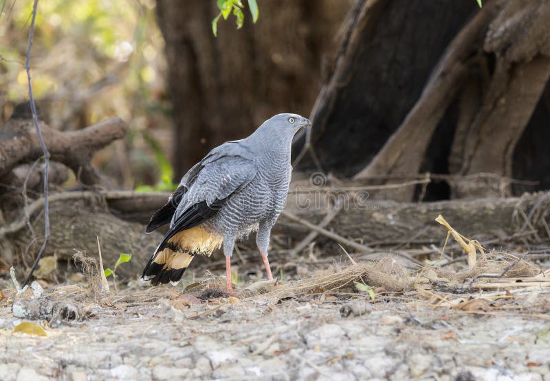 Crane Hawk (Geranospiza Caerulescens) in Brazil Stock Image - Image of ...