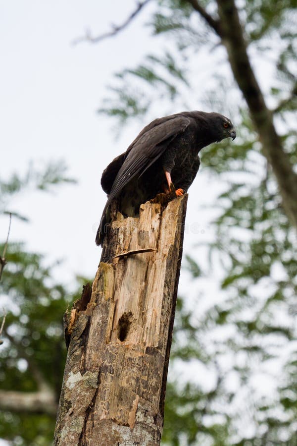 Crane hawlk in belize stock photo. Image of brown, hawk - 35978004