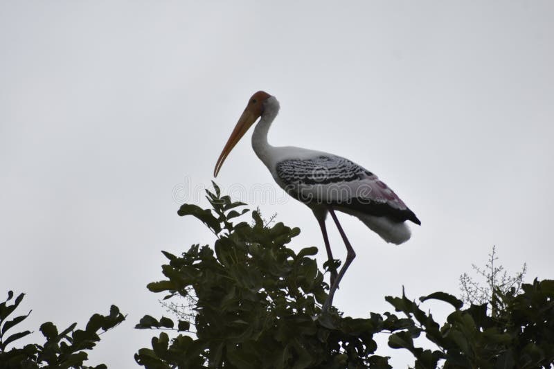A Crane is a Kind of Large Bird with a Long Neck and Long Legs. Stock ...
