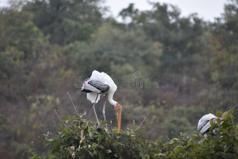 A Crane is a Kind of Large Bird with a Long Neck and Long Legs. Stock ...
