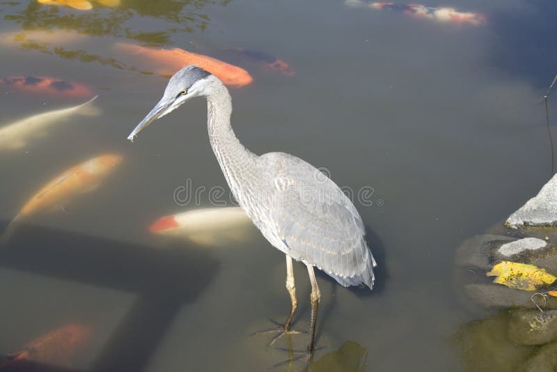 Crane and Koi fish stock image. Image of crane, golden - 29634329