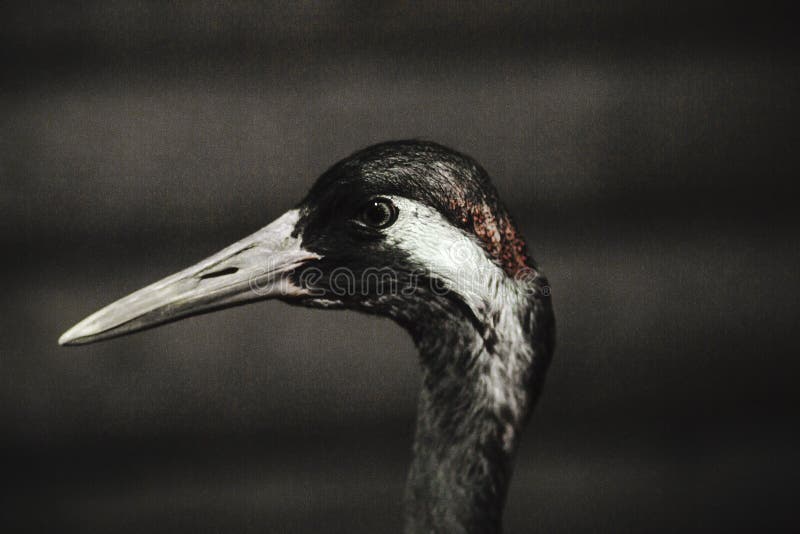Crane with a Large Beak in the Paddock Stock Photo - Image of paddock ...