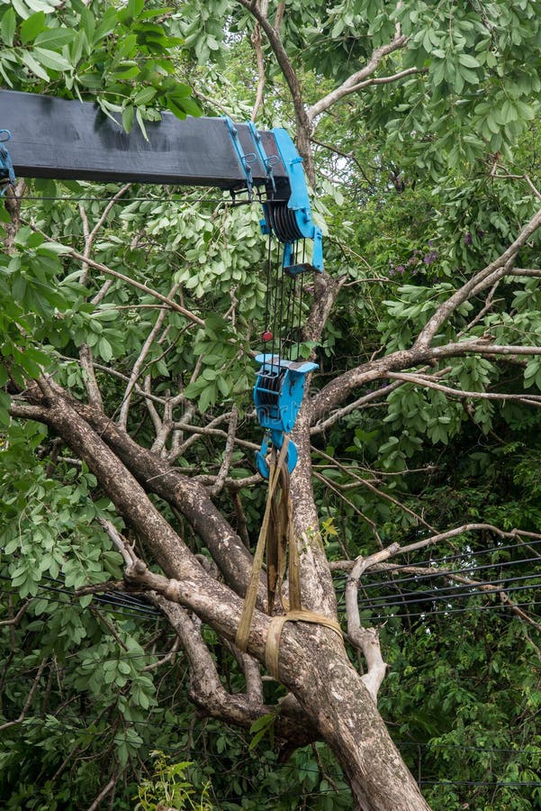 Crane lifting Broken tree stock photo. Image of timber - 289232070