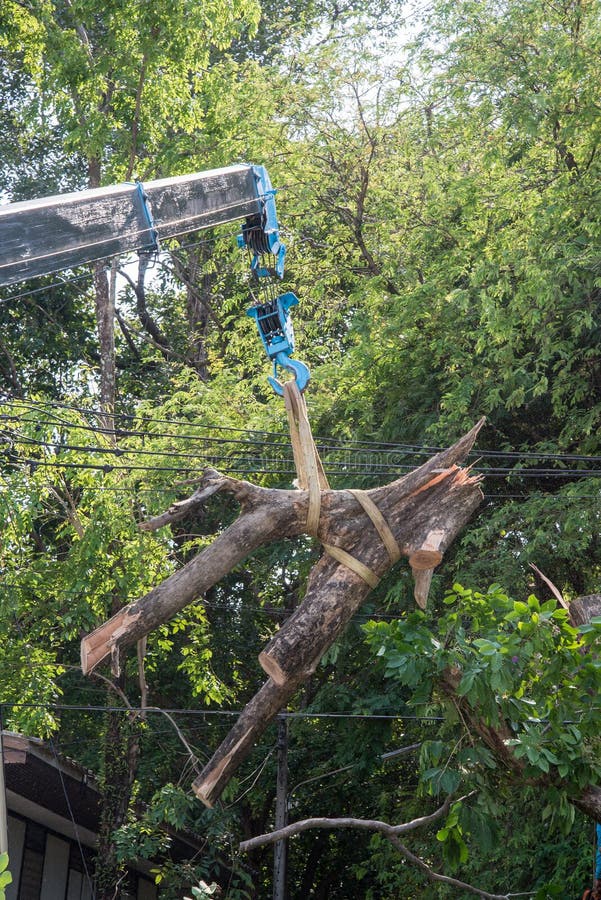 1,003 Crane Lifting Tree Stock Photos - Free & Royalty-Free Stock ...