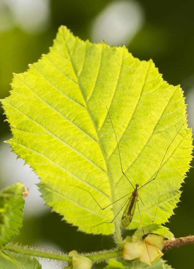 286 Crane Mosquito Leaf Stock Photos - Free & Royalty-Free Stock Photos ...