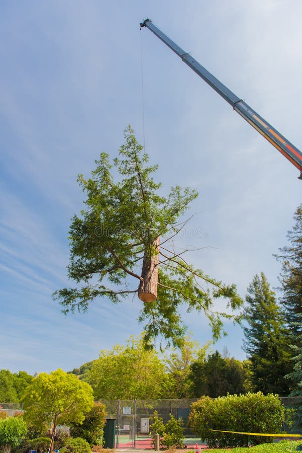 Crane Moves Large Section of Redwood Tree Stock Photo - Image of work ...