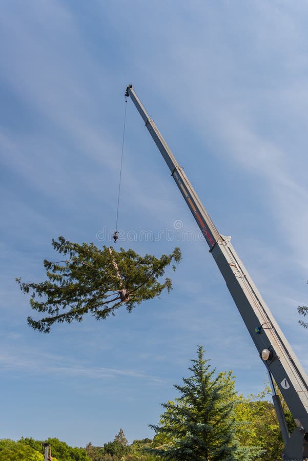 Crane Moves Large Section of Redwood Tree Stock Image - Image of wood ...