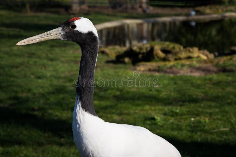 Crane in Nature Outdoors Face Close Up Detail Eye Stock Photo - Image ...