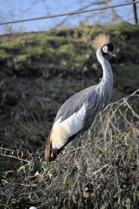 Posing crane stock photo. Image of gase, birds, thoughtful - 109699854