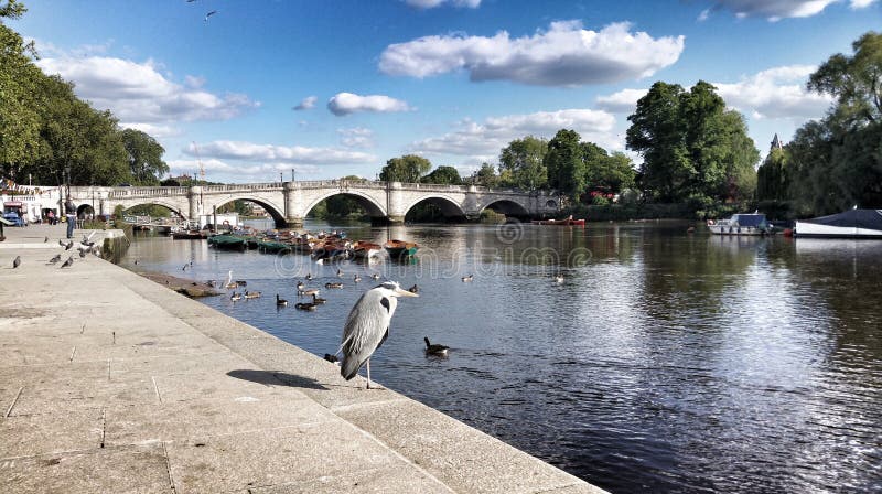 Crane at Richmond Riverside Editorial Photography - Image of thames ...
