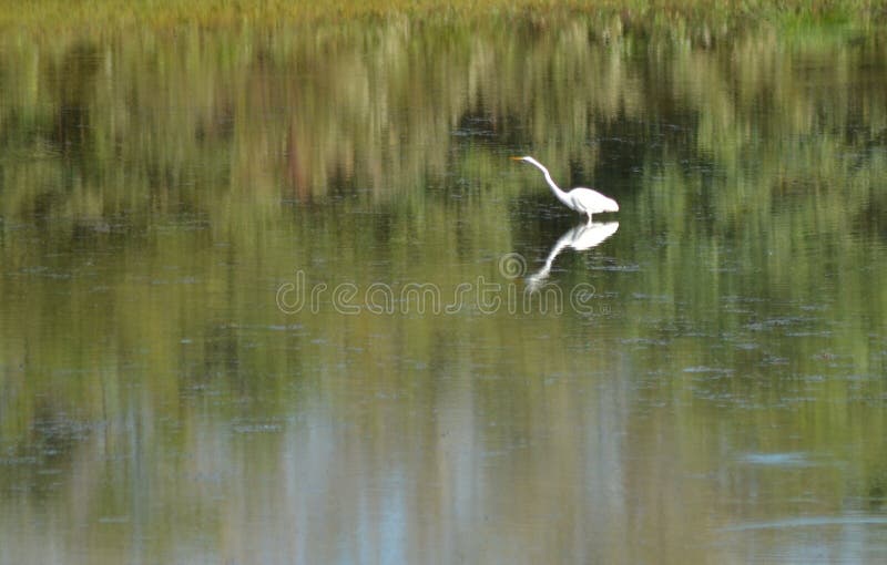 Crane searching for fish stock image. Image of fish - 307701685