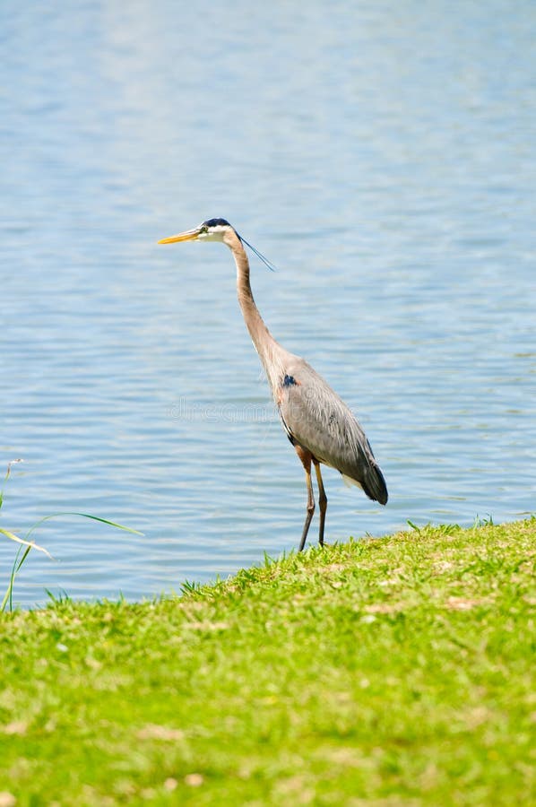 Great Blue Heron stock photo. Image of lone, america - 24089576