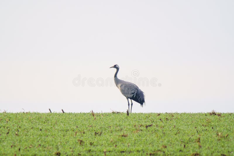 1 Crane Stand on a Green Field in Spring Stock Image - Image of birding ...