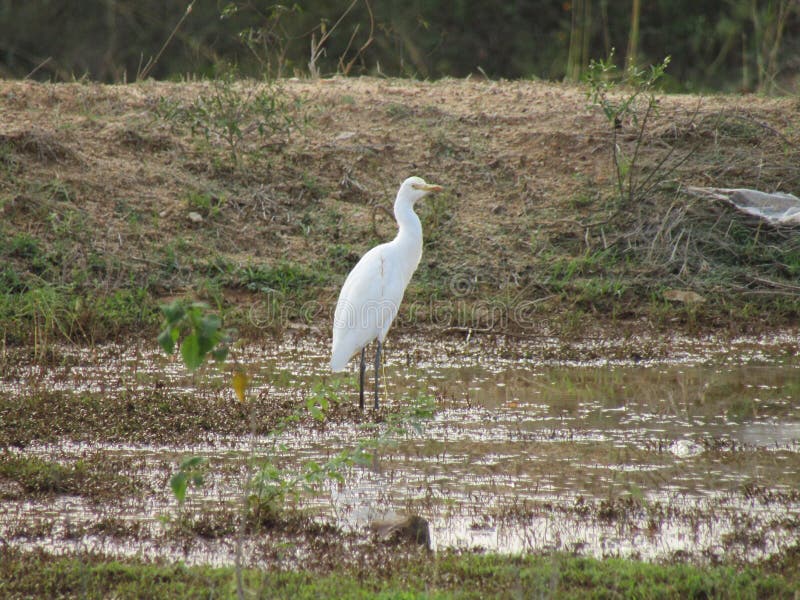 A Crane Standing in Water for Food in Rural Area Stock Photo - Image of ...