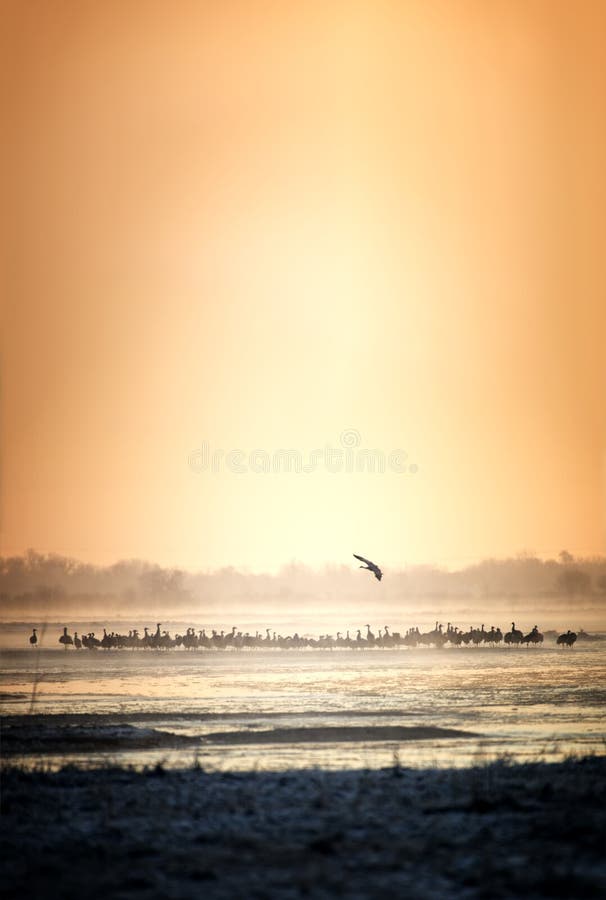 Crane Sunset stock photo. Image of orange, flying, group - 48010398