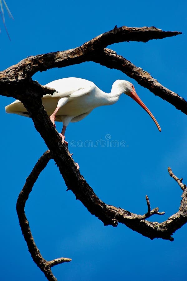 Crane in tree stock photo. Image of stork, wildlife, animal - 11366482